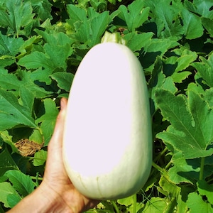 Lebanese Bush Marrow - Etsy