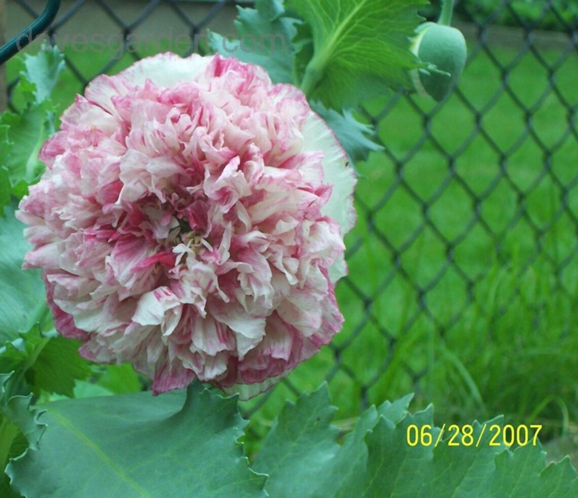 Fluffy Frilly Flemish Poppy - Etsy