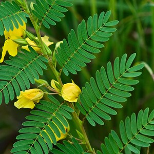 Prairie Partridge Peas - Etsy