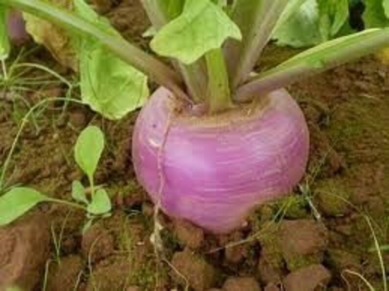 Purple Top Turnips - Etsy