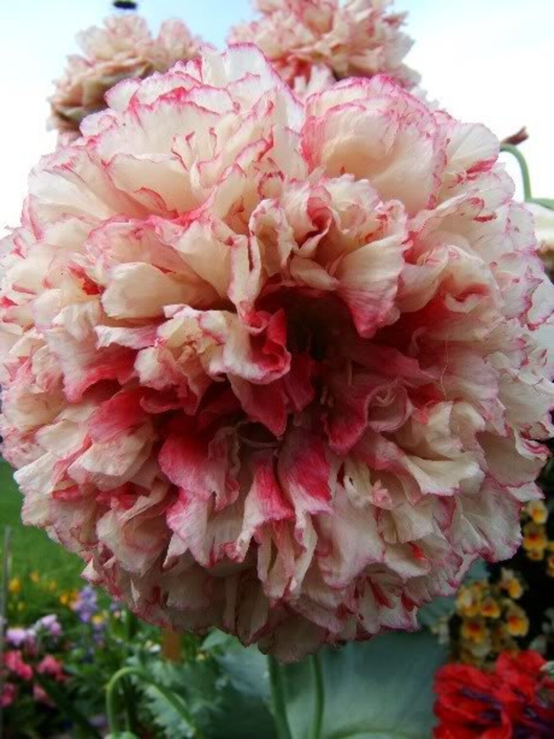 Fluffy Frilly Flemish Poppy - Etsy