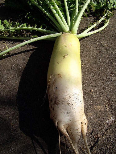 Darn Big Daikon - Etsy