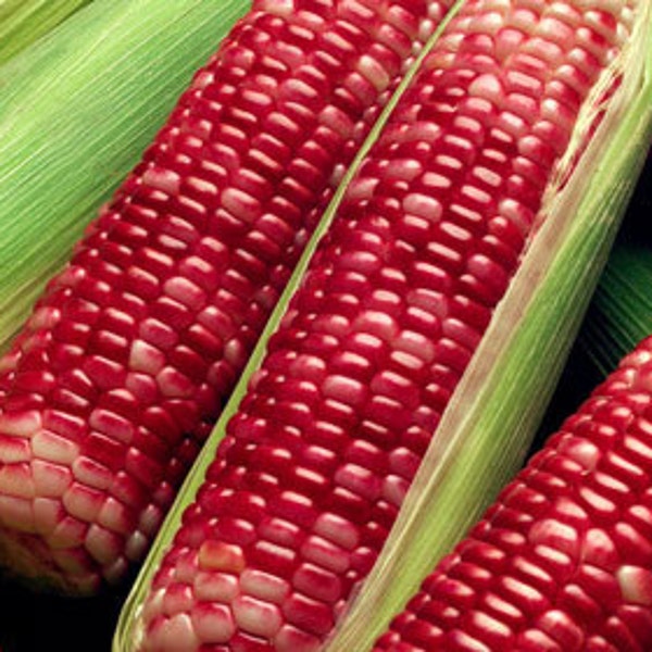 Heirloom Corn - Etsy