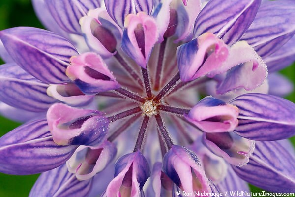 Texan Quaker Bonnet - Etsy