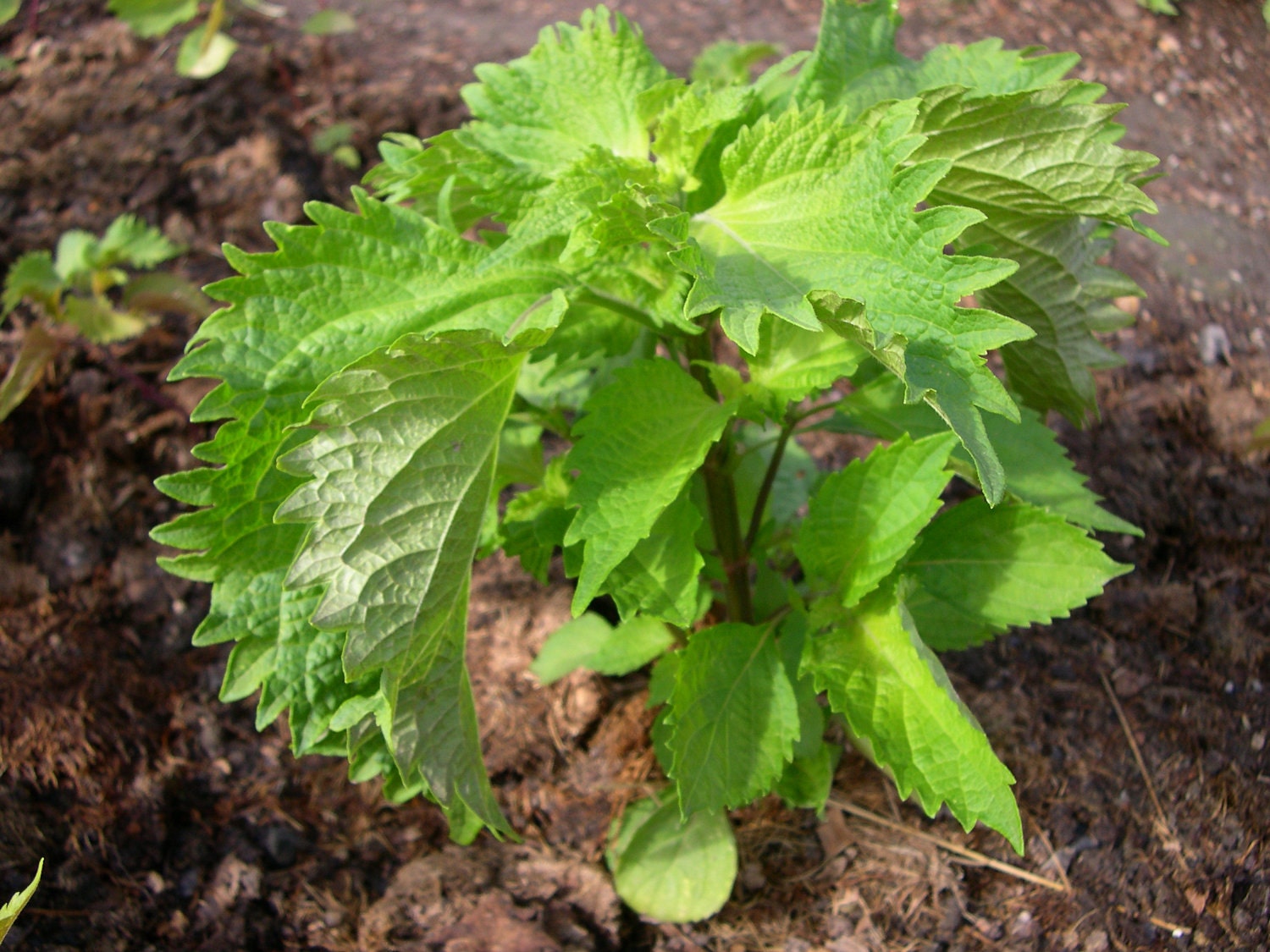Japanese Green Shiso Perilla - Etsy