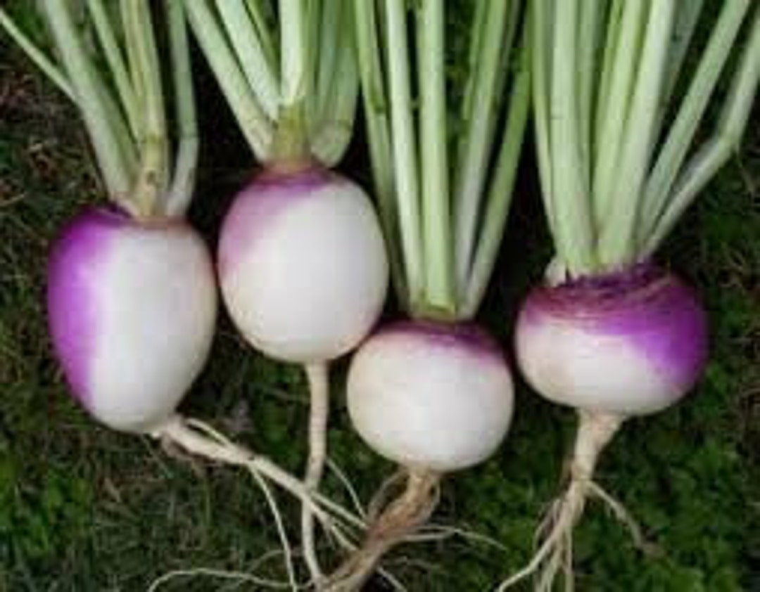 Purple Top Turnips - Etsy