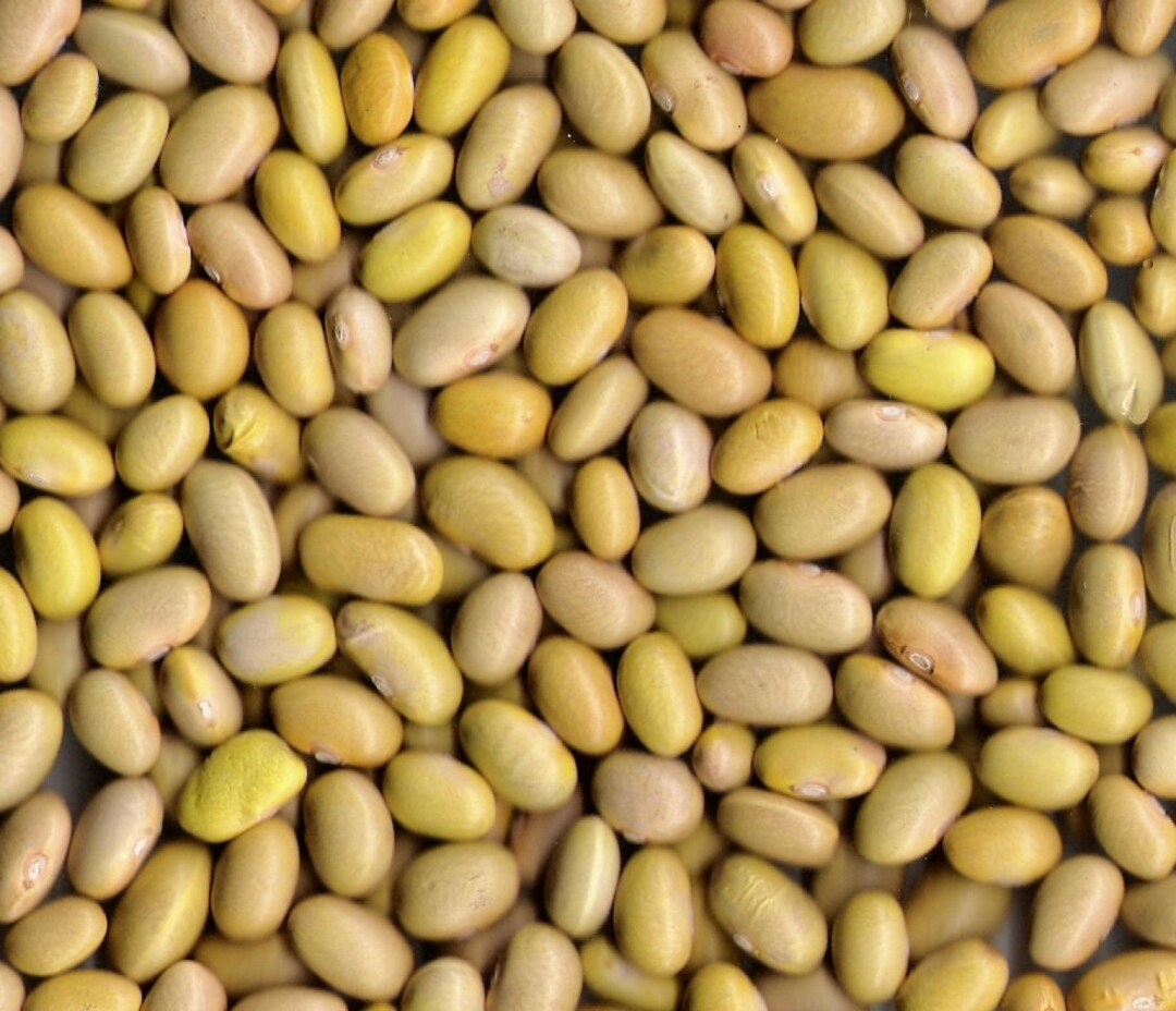 Fart Free Mayacoba Beans - Etsy