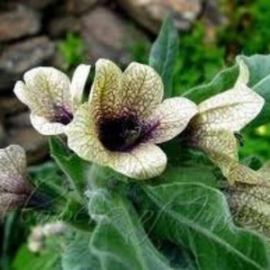 Wicked Witch Henbane - Etsy