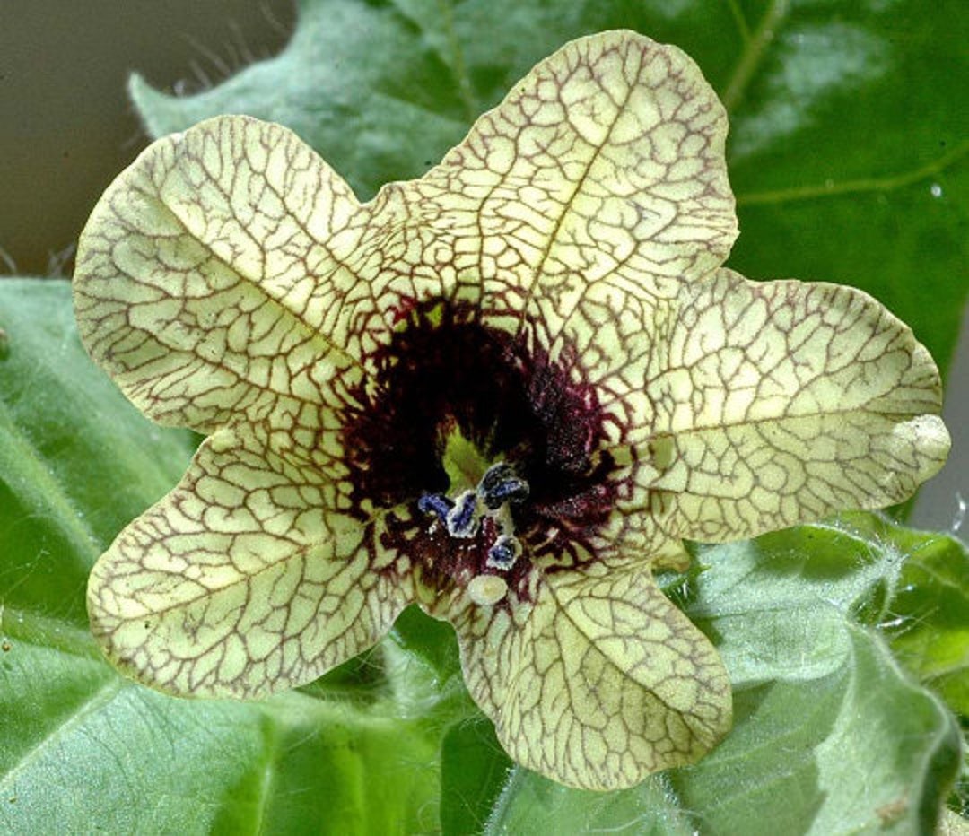 Wicked Witch Henbane - Etsy
