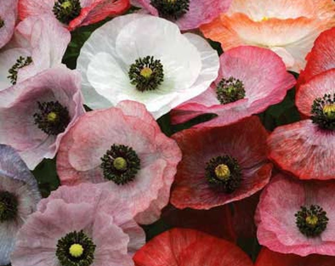 Double Shirley Poppy Mix | Etsy