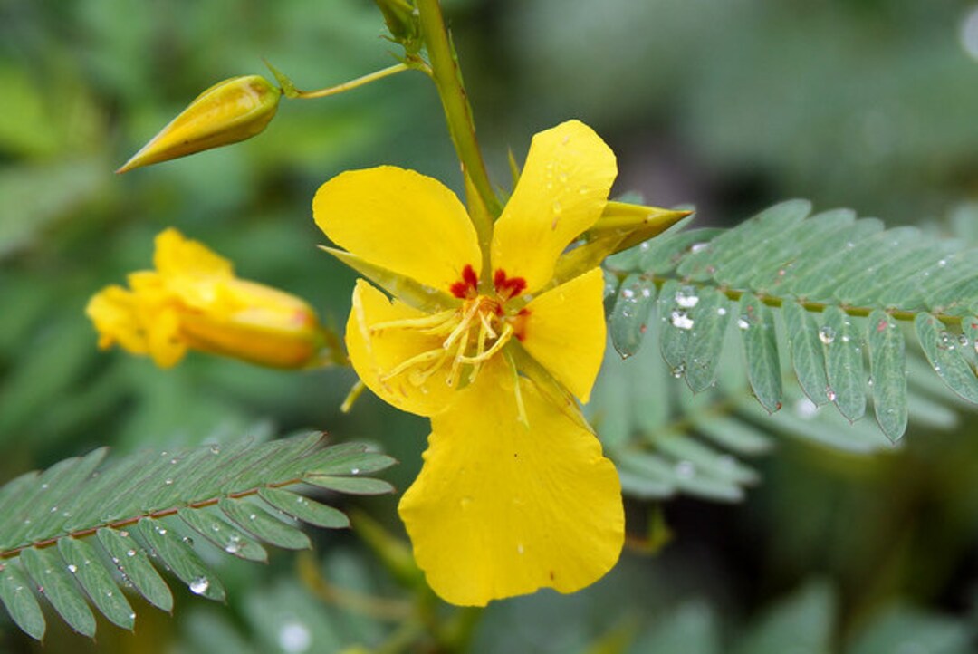 Prairie Partridge Peas - Etsy