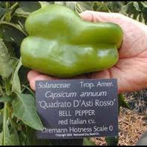 Quadratro Asti Giallo Bell Pepper - Etsy
