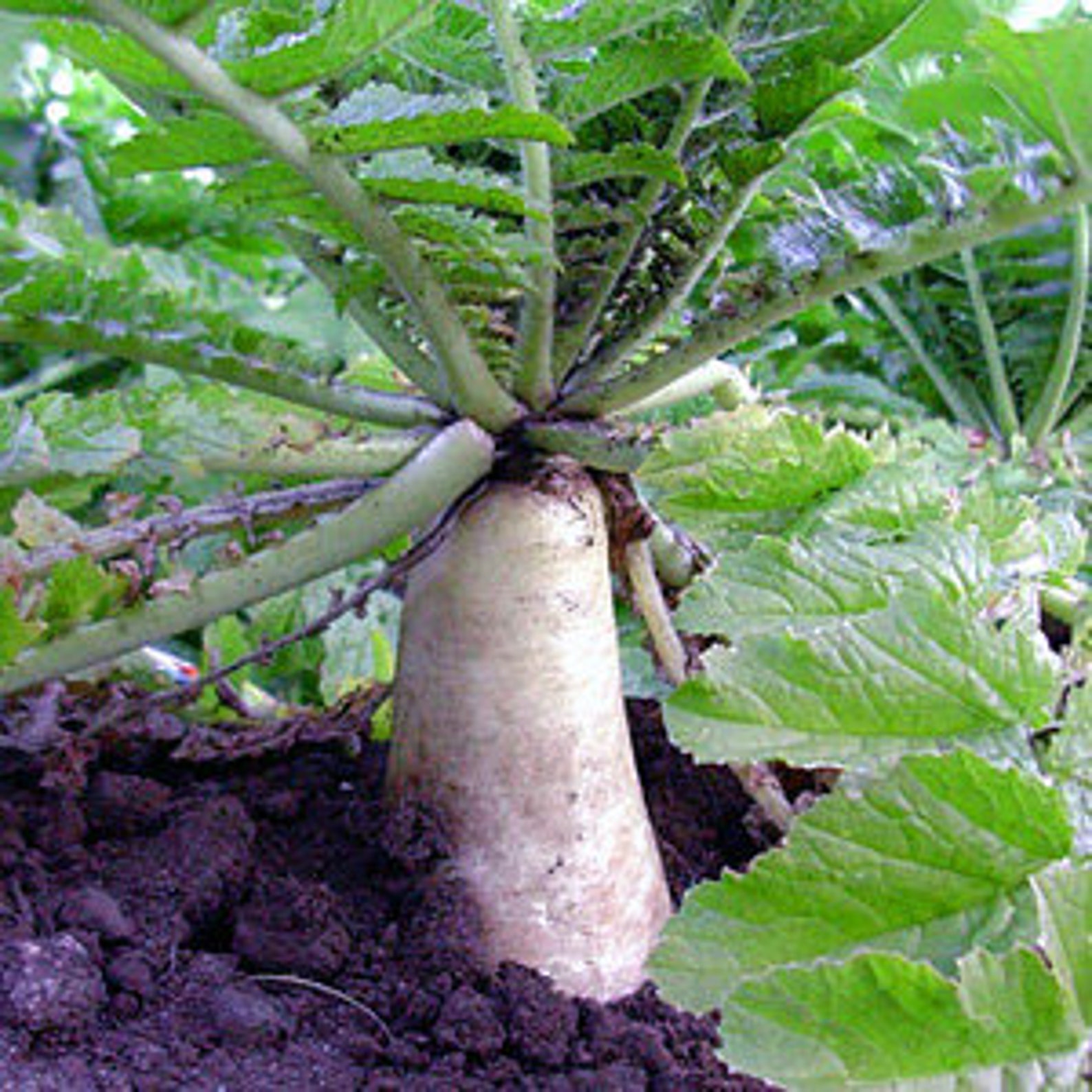 Darn Big Daikon - Etsy