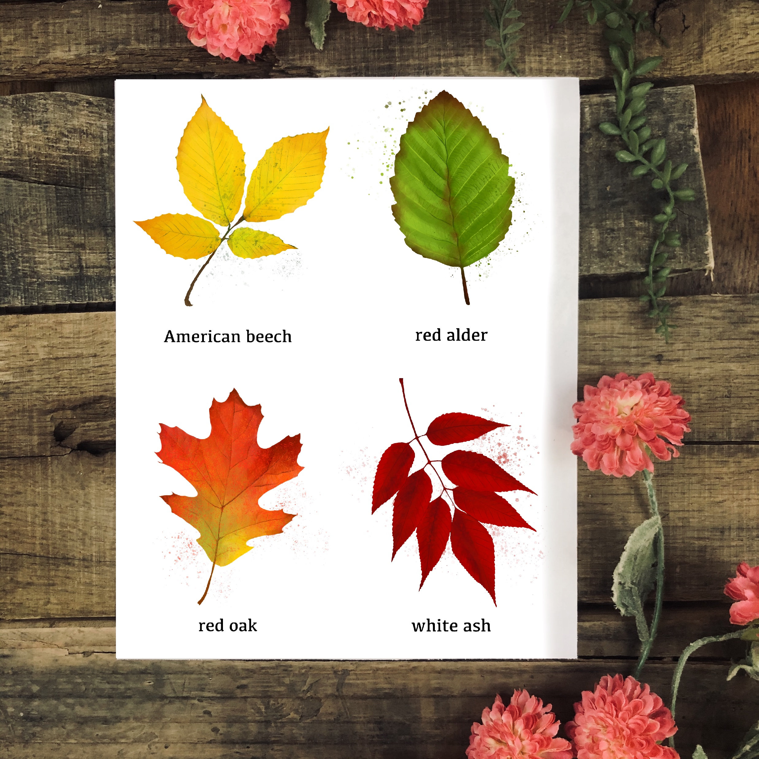 Autumn Fall Leaves Identification Flashcards Common North Etsy autumn-fall-leaves-identification-flashcards-common-north-etsy
