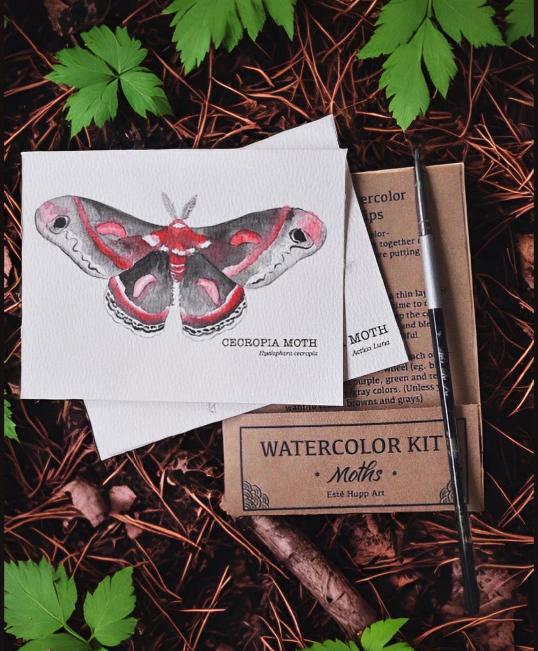 North American Moths Watercolor Painting Kit Gift - Etsy