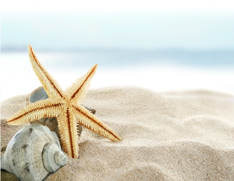 Starfish Photo Note Cards/sea Star Notes/beach Notes/shell - Etsy