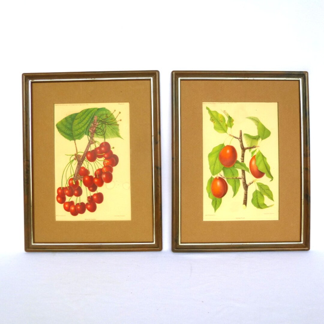 VINTAGE BOTANICAL Fruit PRINTS/ Cherries and Plums - Etsy