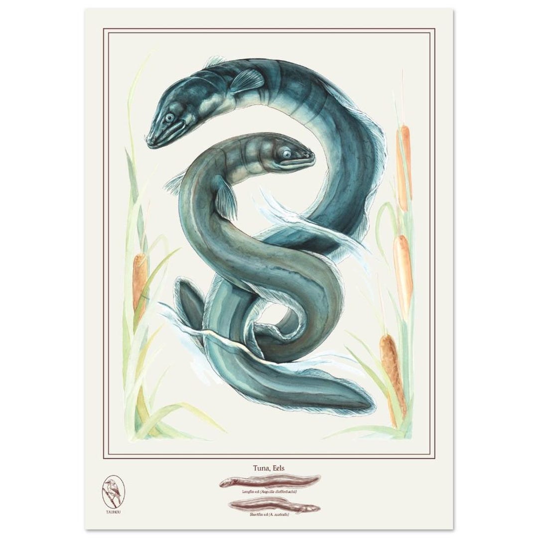 Tuna, Native Eels A2 POSTER - Etsy