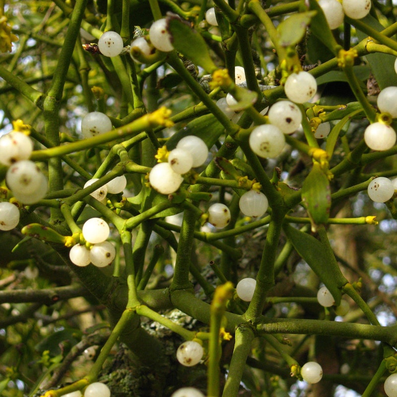 Fresh Mistletoe Real - Etsy