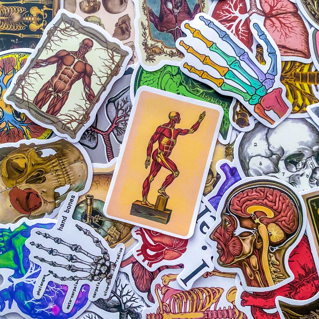 50pcs Anatomy Stickers, Human Organ Stickers, Medical Stickers, Science ...
