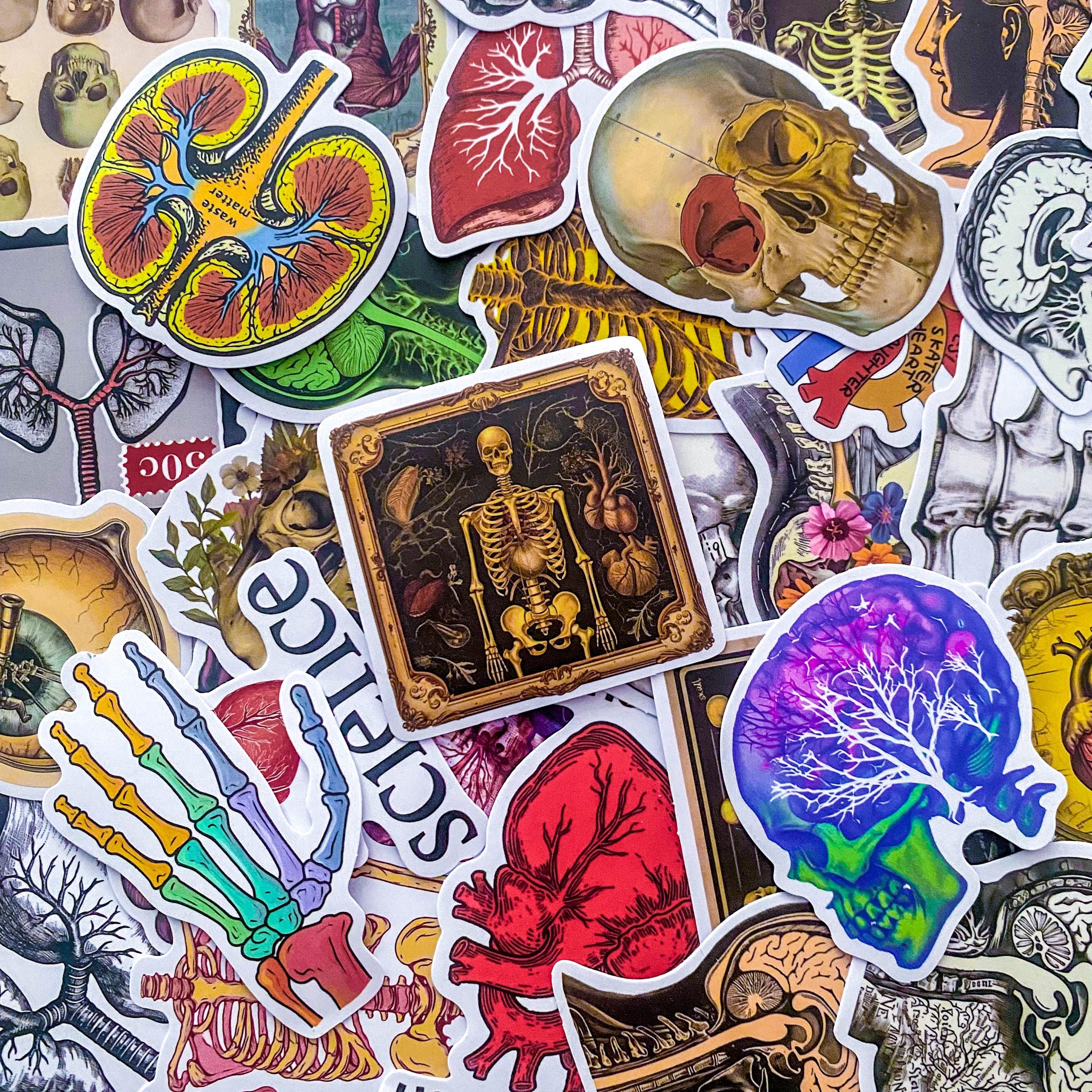 50pcs Anatomy Stickers, Human Organ Stickers, Medical Stickers, Science ...