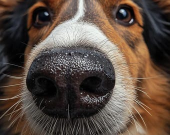 Funny Dog Nose Close-up Prints, Fisheye Perspective Gallery Wall Set ...