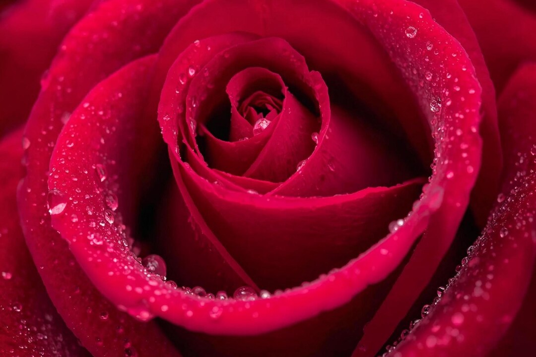 Red Rose Macro Photography Print, Dew Drops Floral Wall Art (digital ...