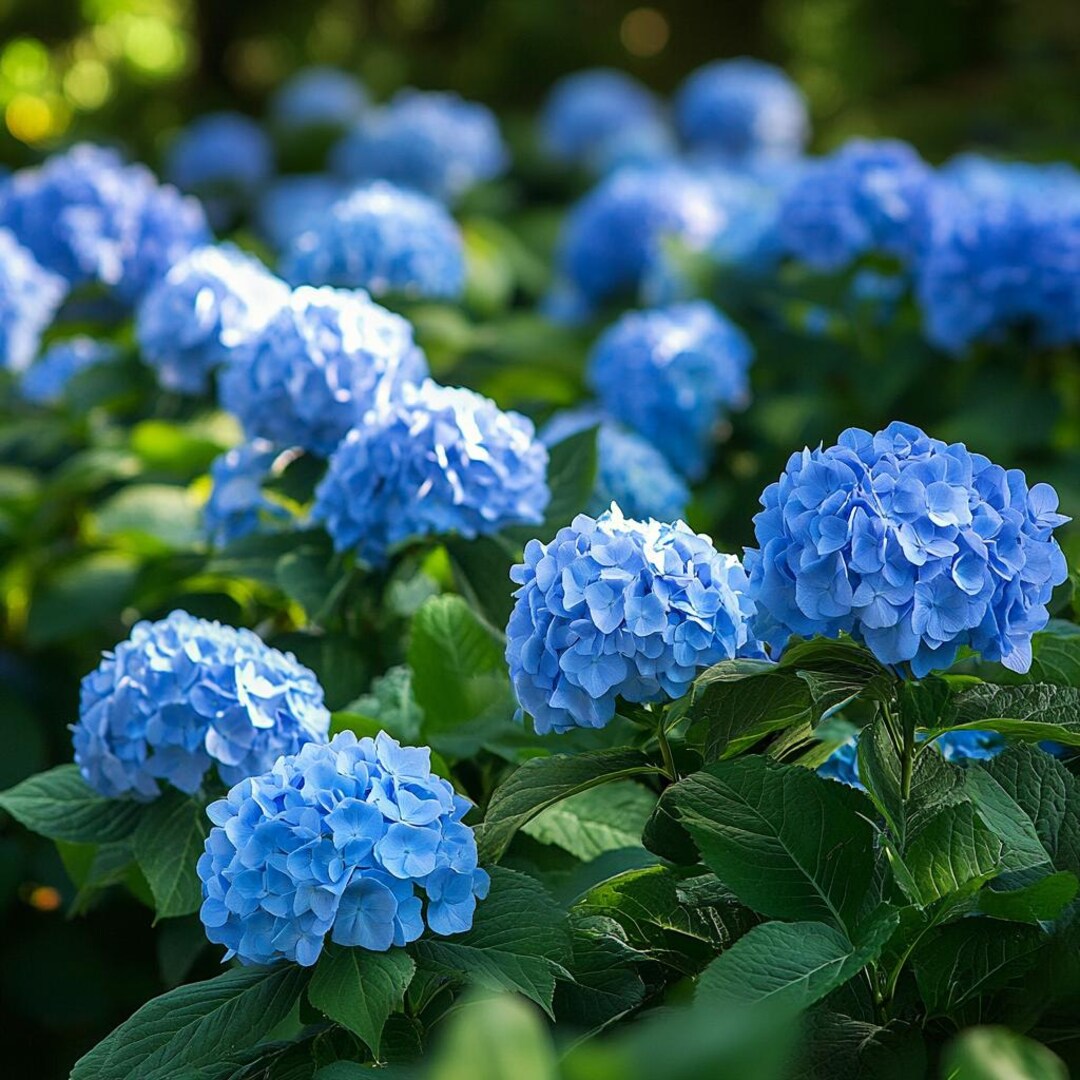 Blue Hydrangea Seeds, Perennial Flower Seeds, Garden Flowers, Patio ...