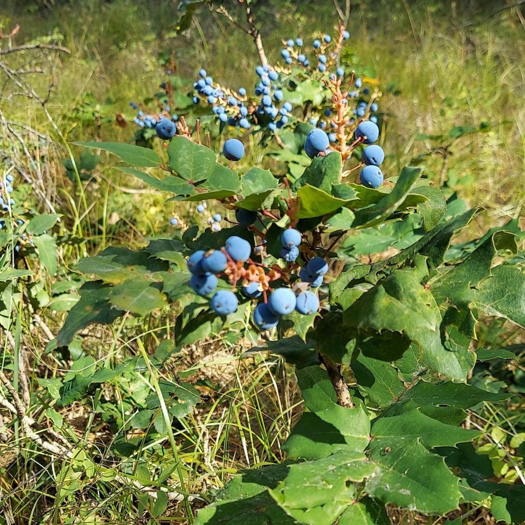 25 Tall Oregon Grape Seeds (mahonia Aquifolium): Native Shrub Inland ...