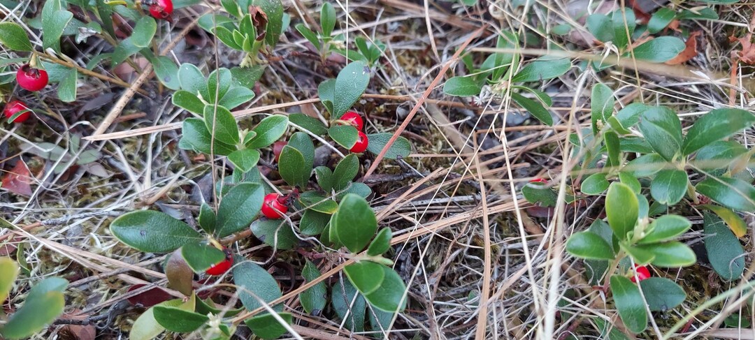 Bearberry Seeds (arctostaphylos Uva-ursi): Native Evergreen Groundcover ...