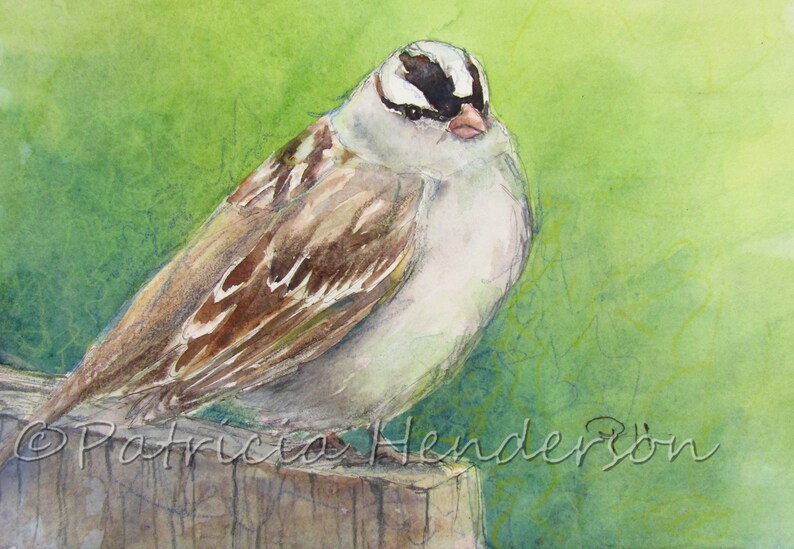 WHITE CROWNED SPARROW Original Watercolor and Ink Bird Painting 7 X 5 ...