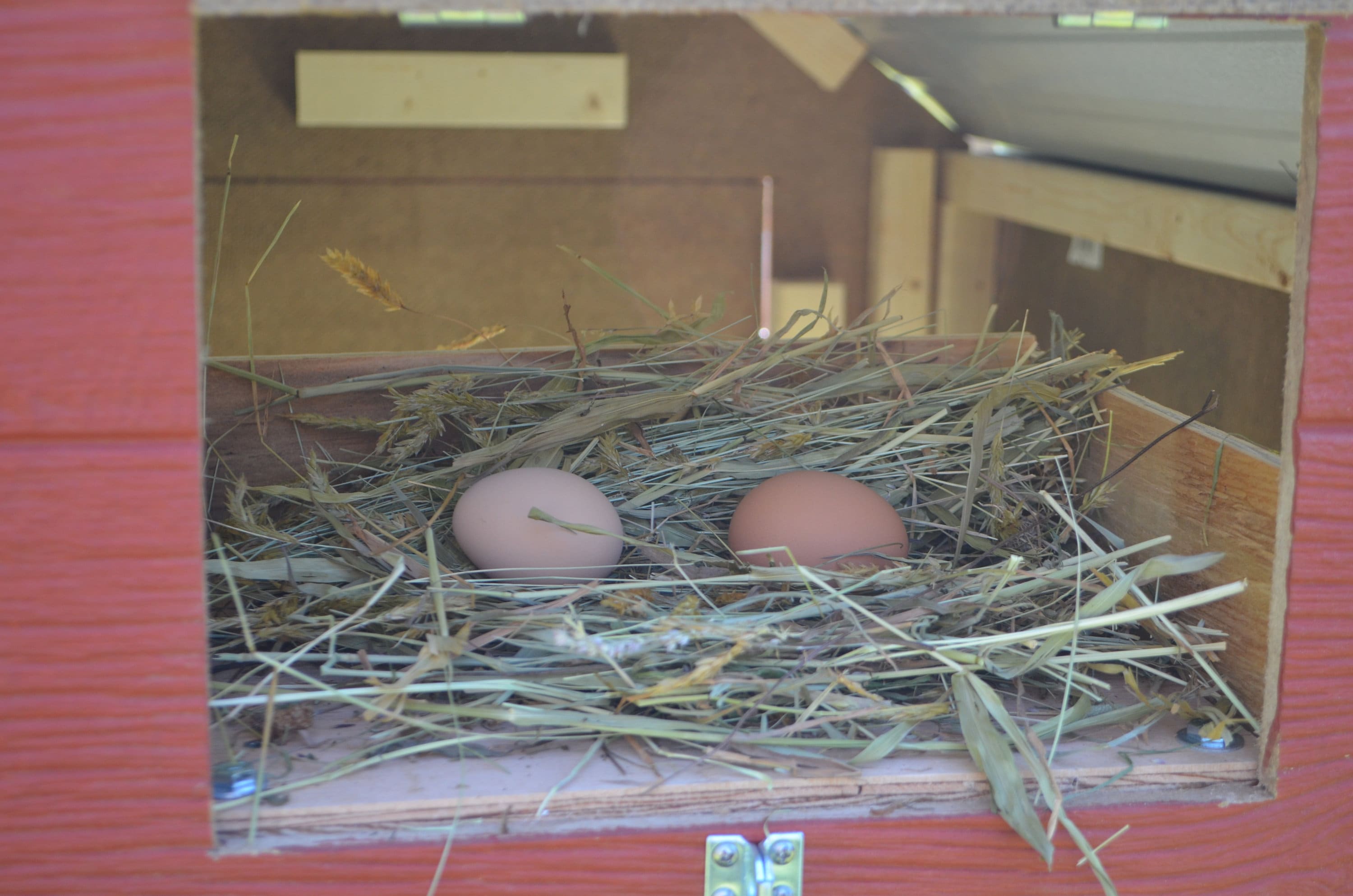 Amish Made Chicken Coop / Chicken Tractor for 4-5 Birds - Etsy