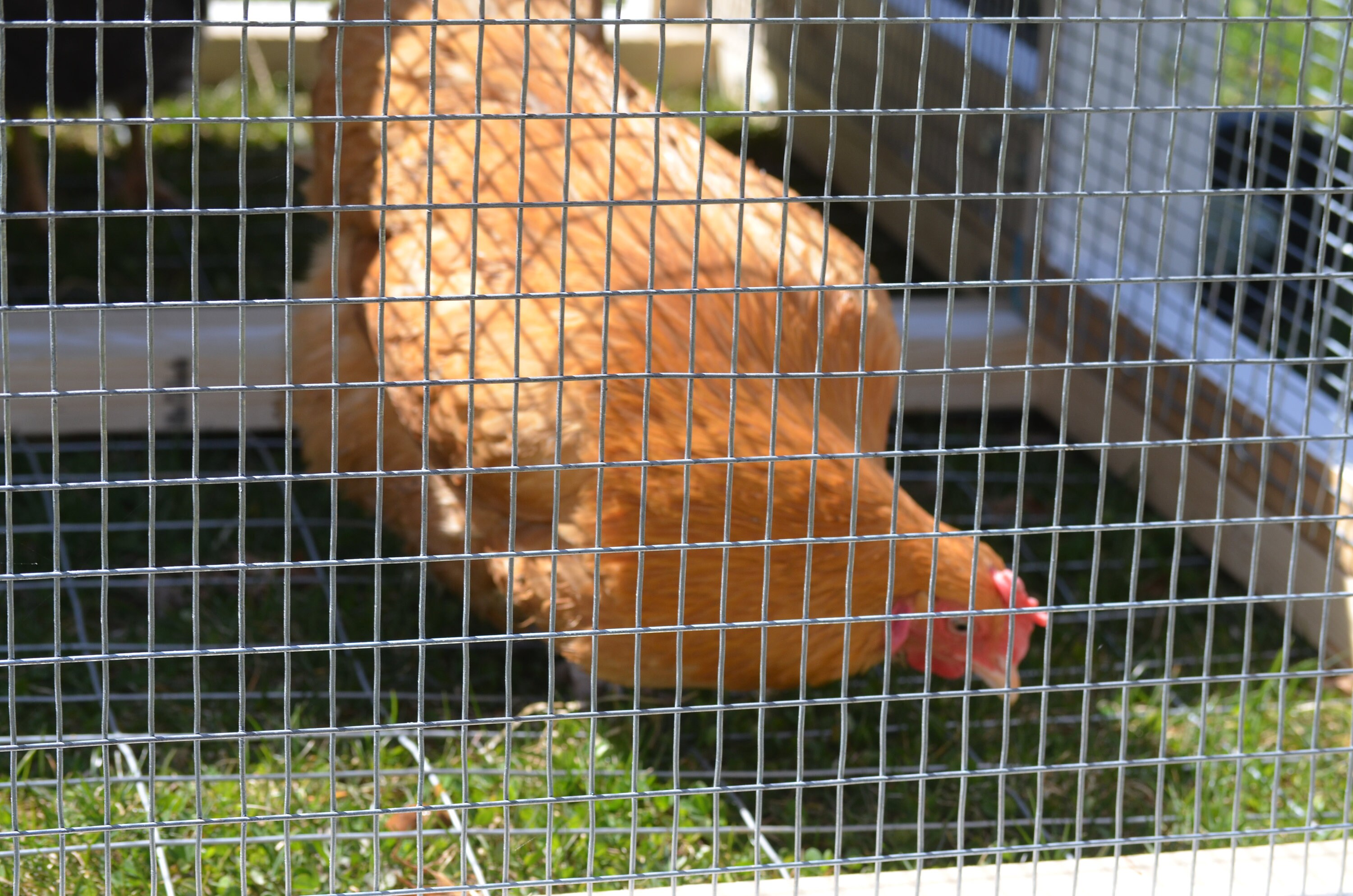Amish Made Chicken Coop / Chicken Tractor for 4-5 Birds - Etsy