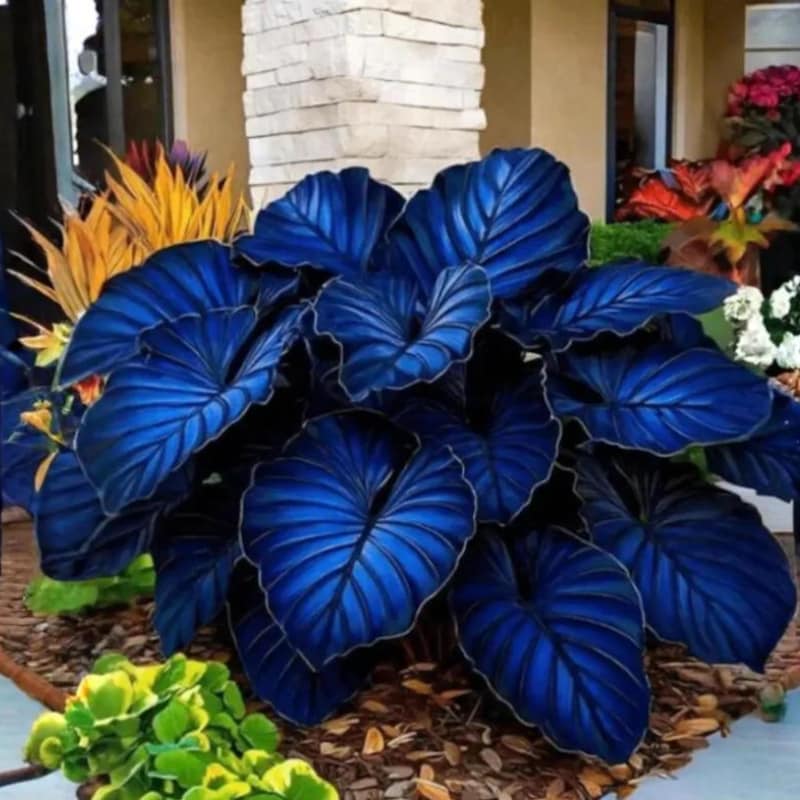 Midnight Blue Hosta Seeds - Etsy