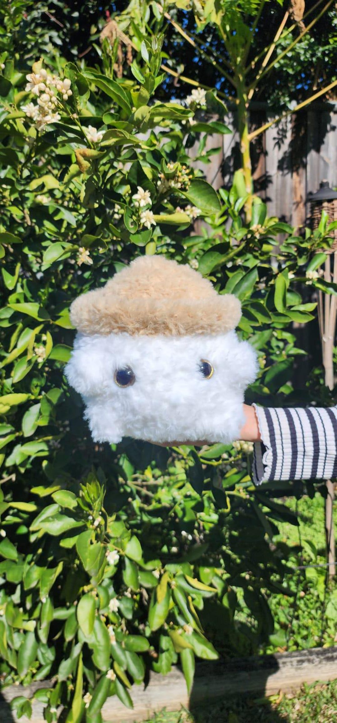 Jumbo Mushy Boy - Etsy Australia