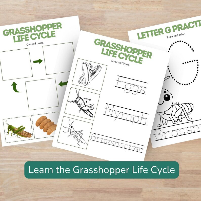 Grasshopper Kids Activity Pack| Insect Life Cycle PDF - Etsy