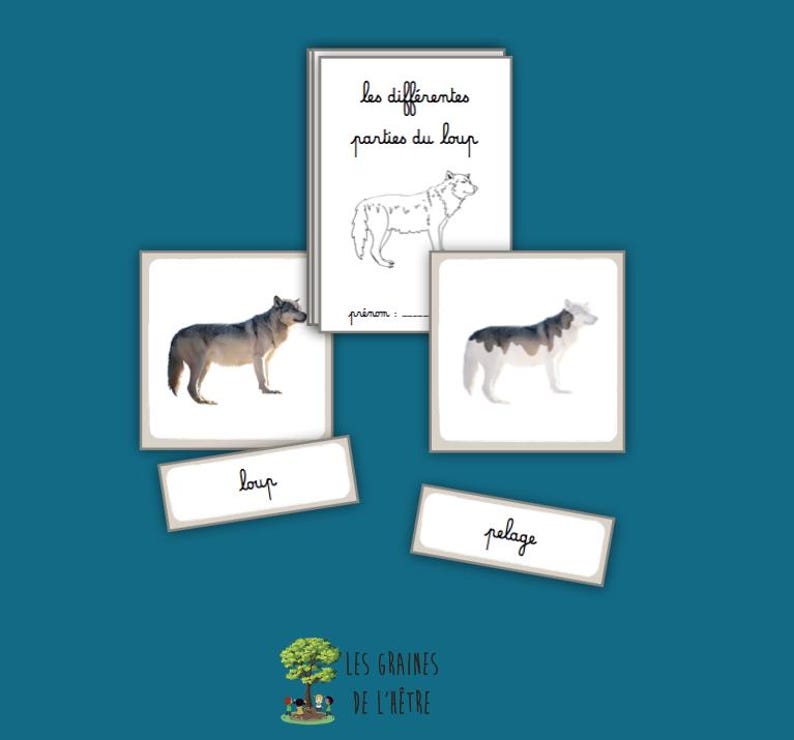 The Parts of the Wolf - Classified Images (nomenclature) + Coloring ...