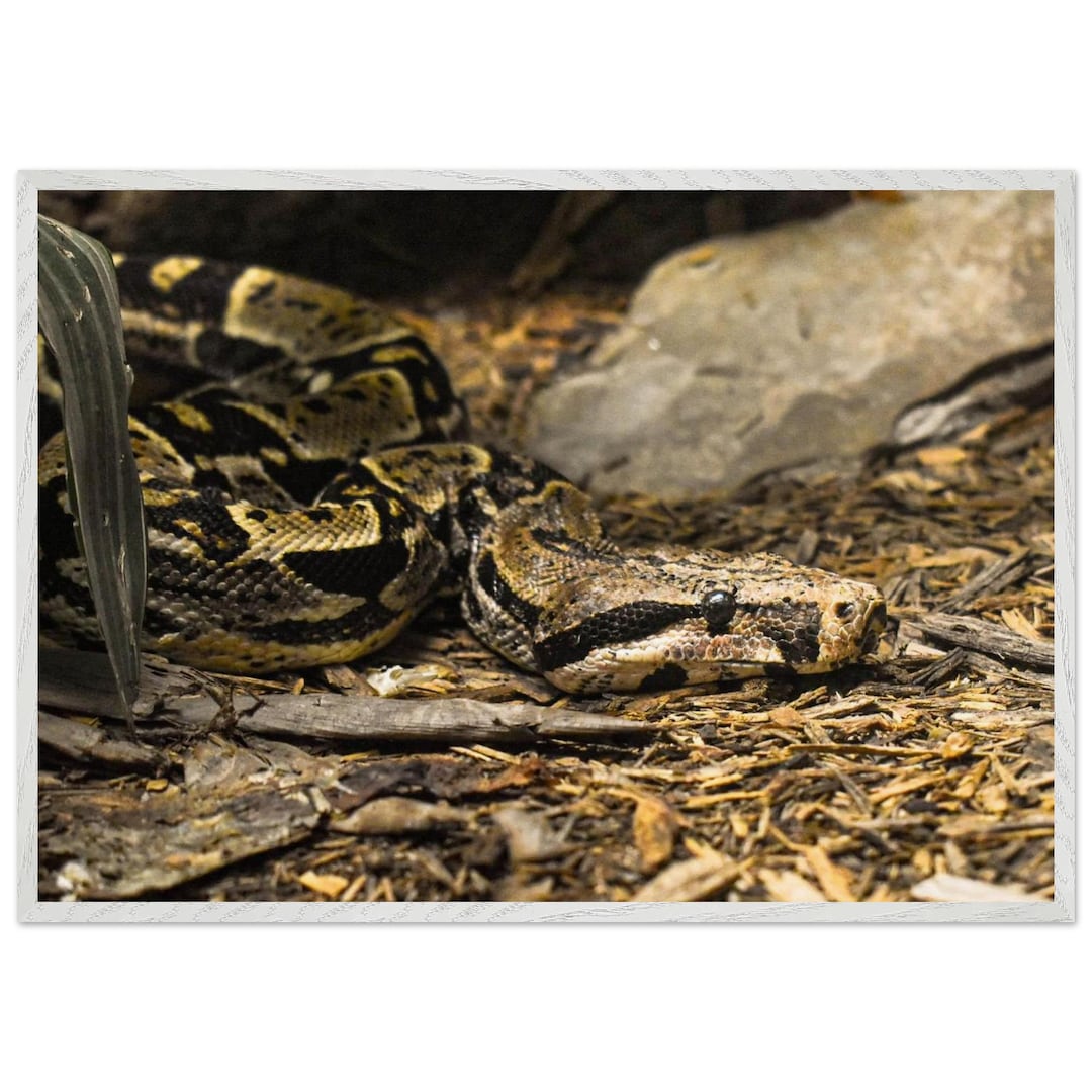 Coiled Boa Constrictor Print - Etsy