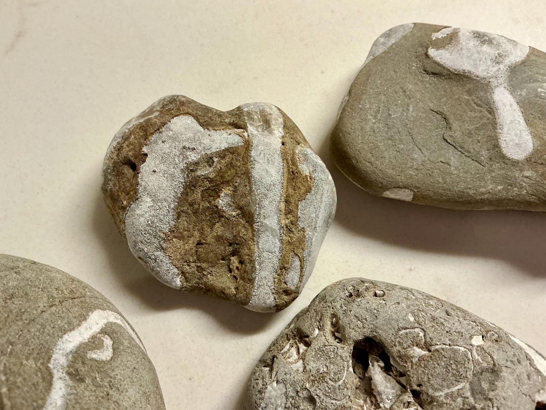Ancient Sea Fossils in Limestone – Crinoid & Brachiopod Set - Etsy