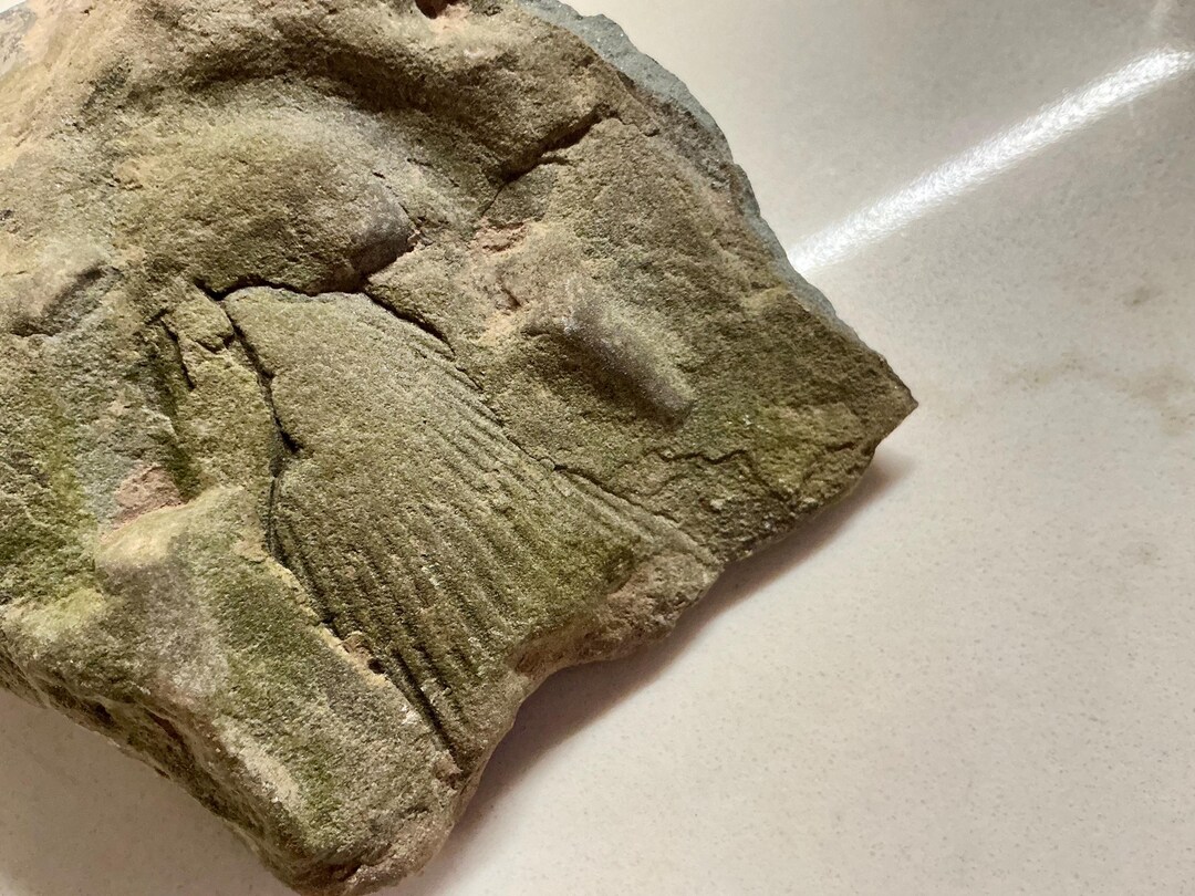 400-million-year-old Brachiopod Fossil | Ancient Marine Shell Imprint ...