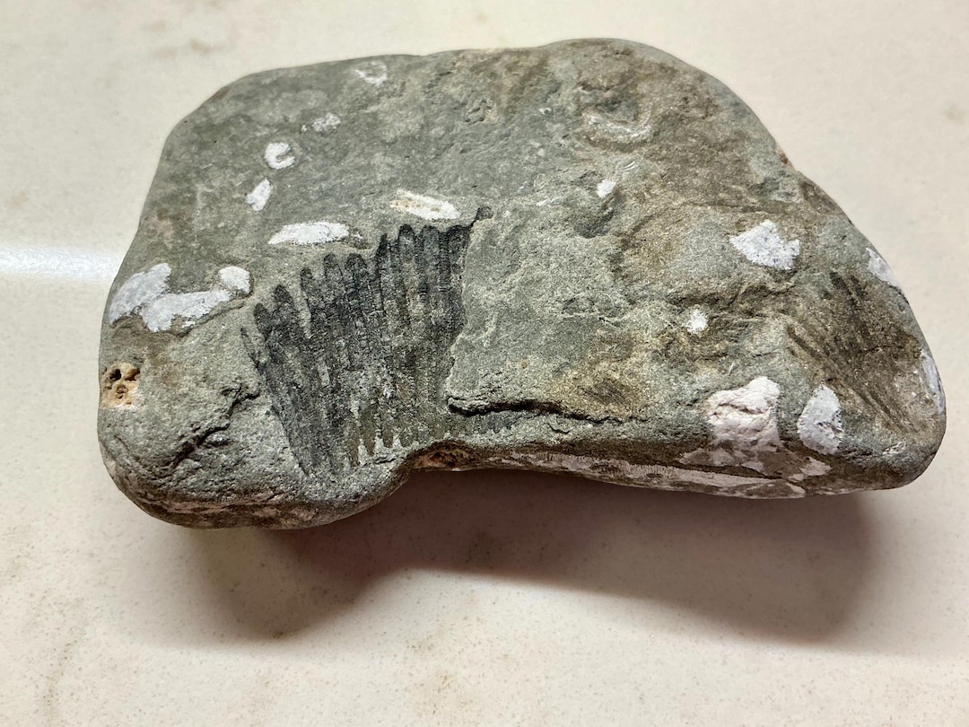 Ancient Brachiopod Fossil – 400 Million Years Old Sea Shell Imprint - Etsy