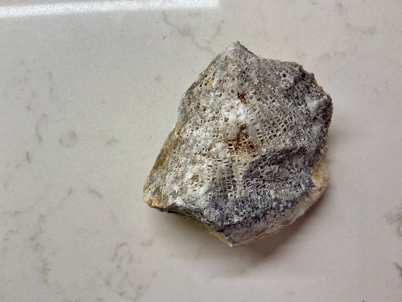 Favosites (honeycomb Coral) Fossil – Silurian Limestone - Etsy