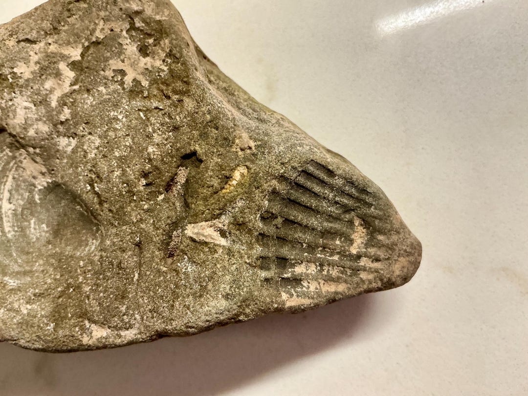 400-million-year-old Marine Fossil Slab | Ancient Brachiopod & Bivalve ...