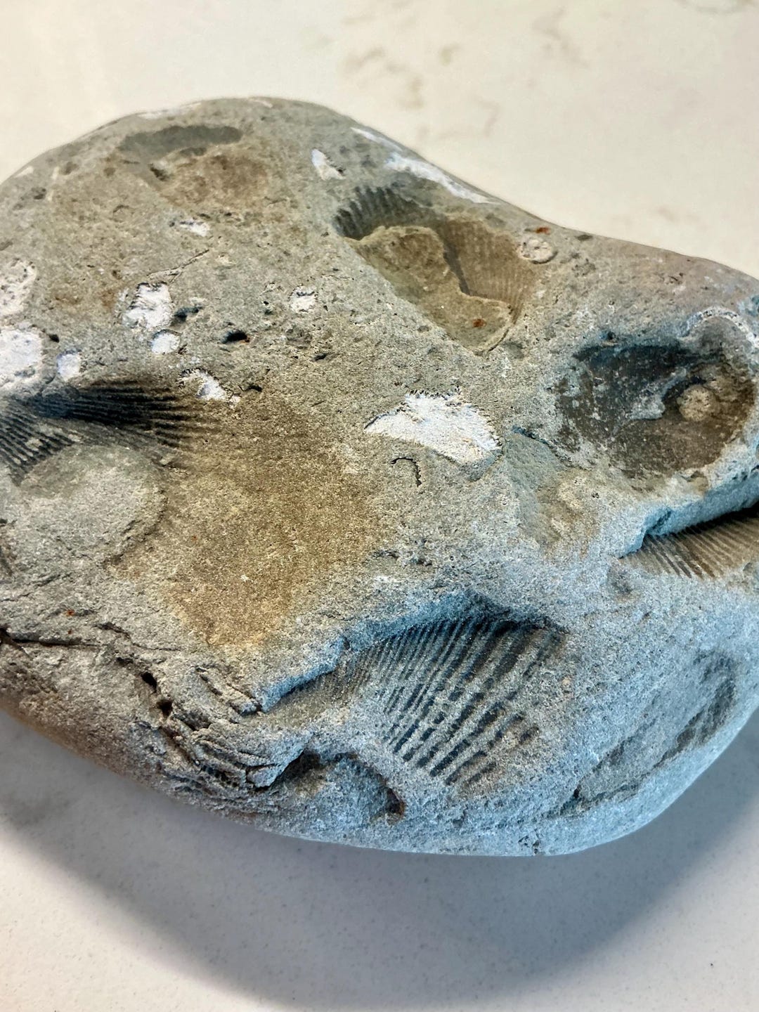 Ancient Brachiopod & Bivalve Fossil Stone – 400 Million-year-old Sea ...