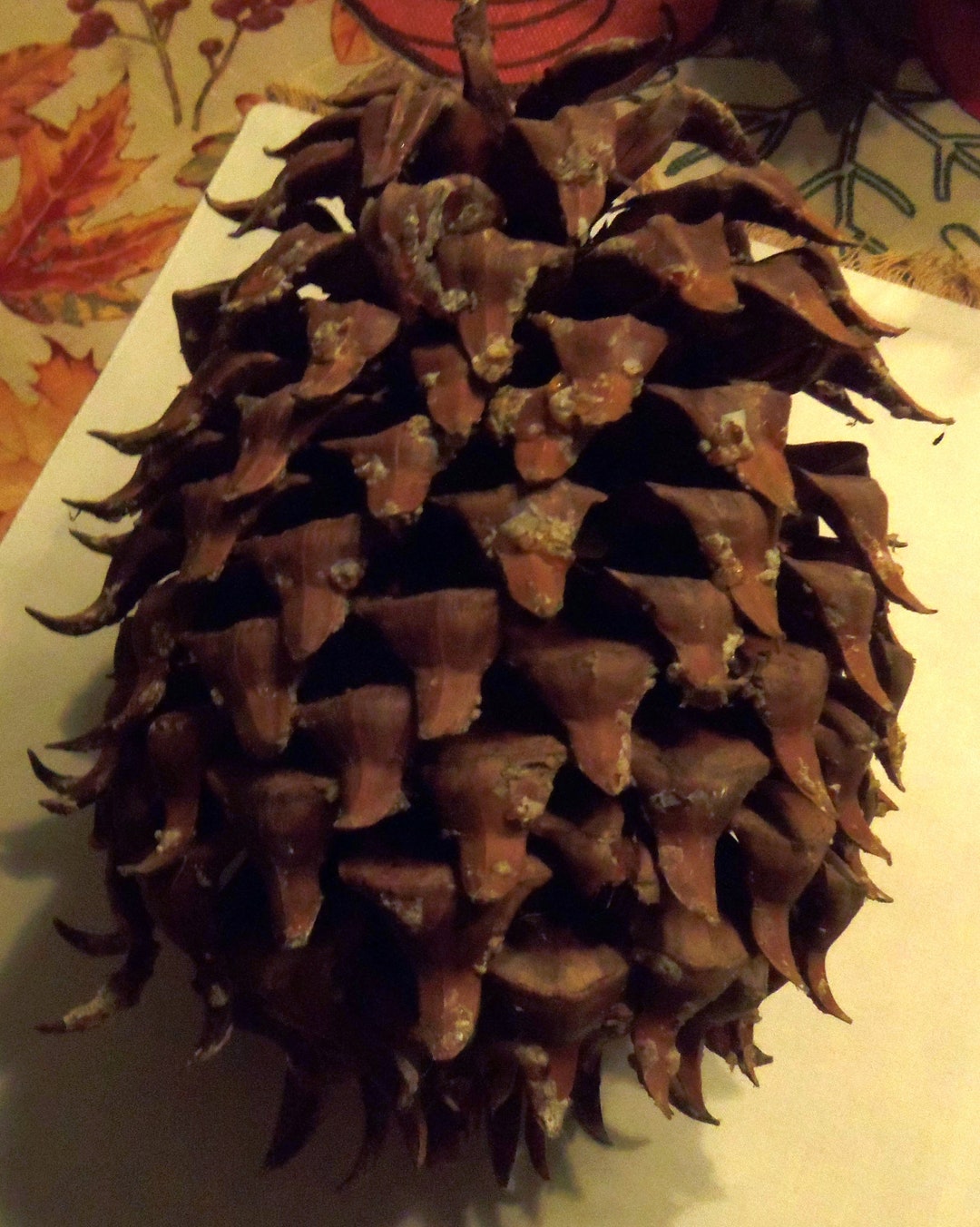 Large Pine Cones for Crafts and Decor, Measured and Numbered, Listing ...