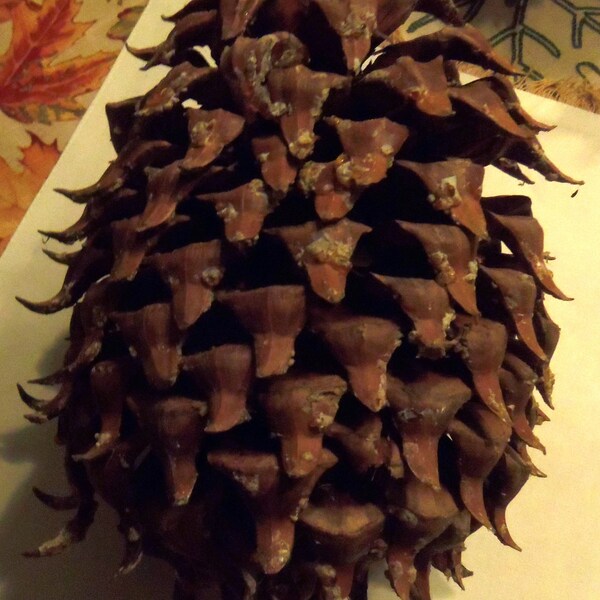 Large Pine Cones - Etsy