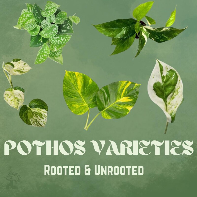 Golden Pothos - Etsy