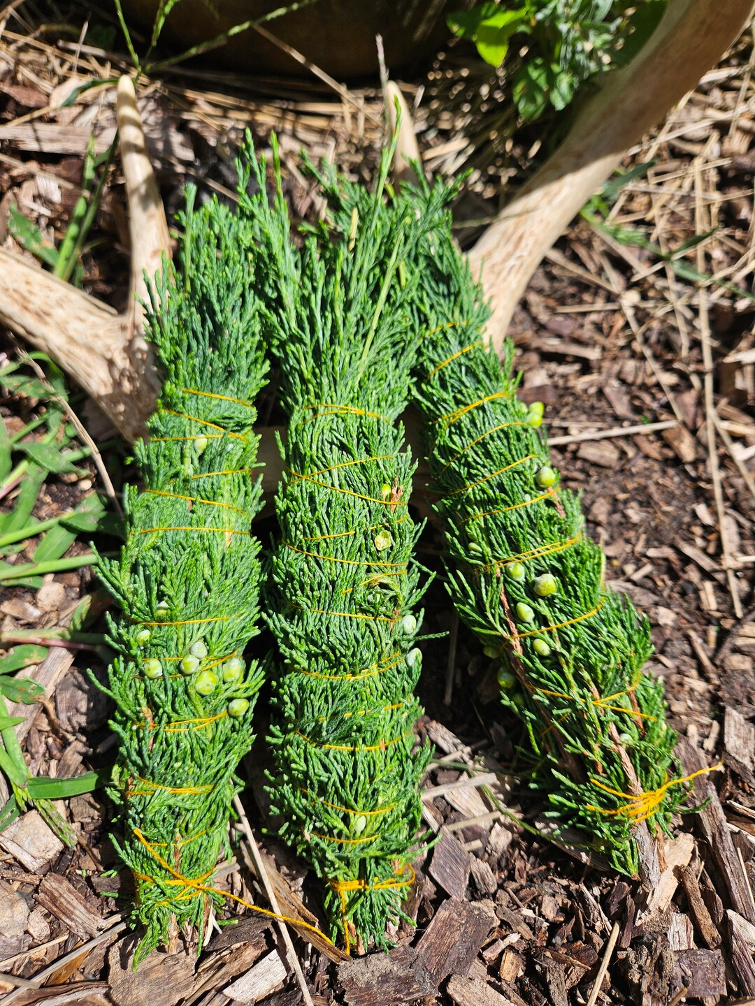 Minnesota Prairie Juniper ~ Juniper Bundle Wrapped W Organic Cotton ...