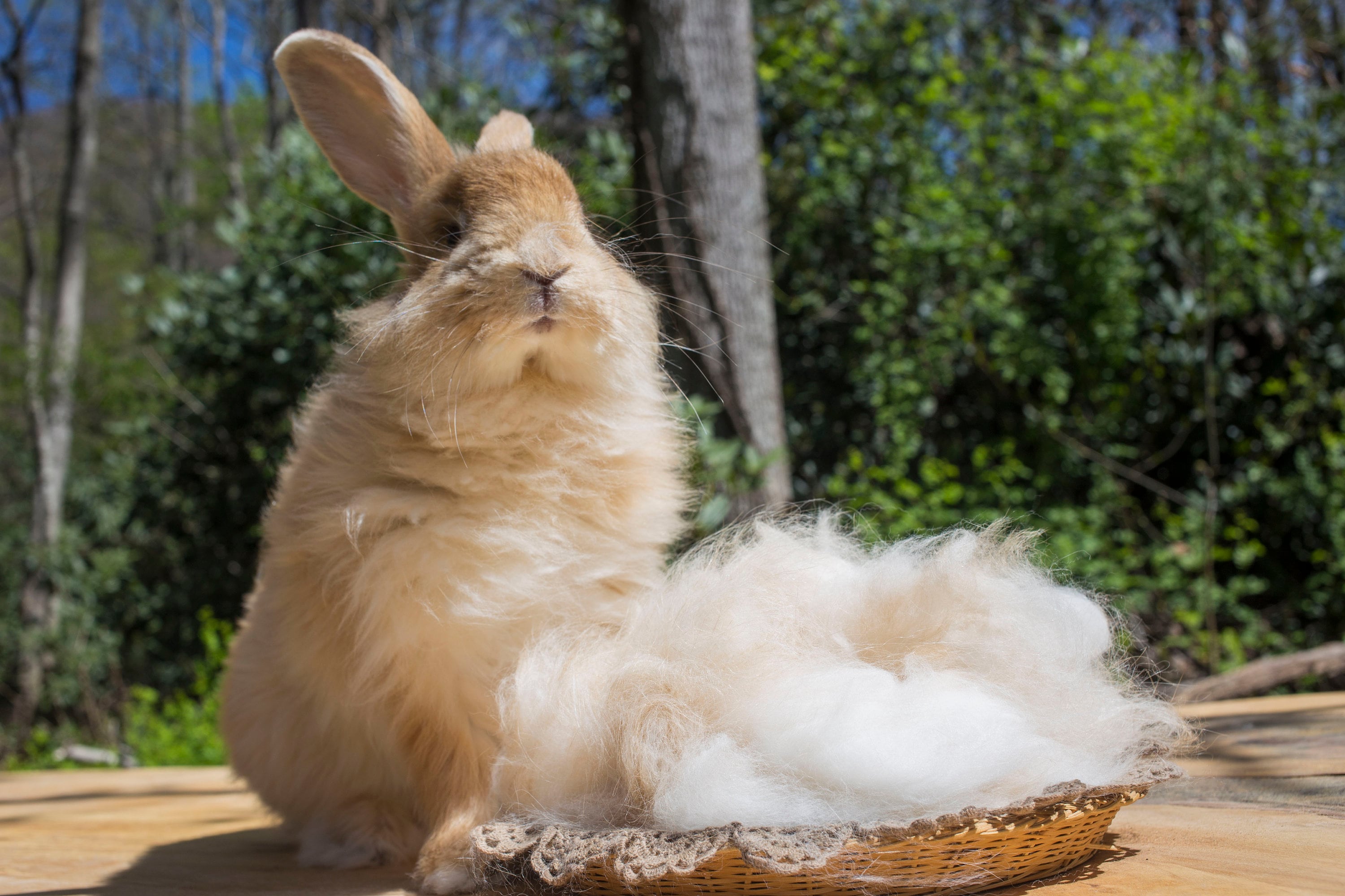 Fluffiest Bunny In The World