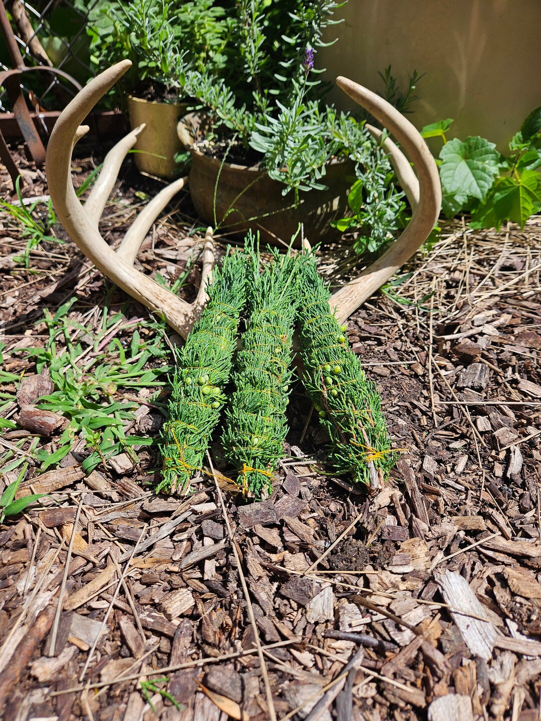 Minnesota Prairie Juniper ~ Juniper Bundle Wrapped W Organic Cotton ...